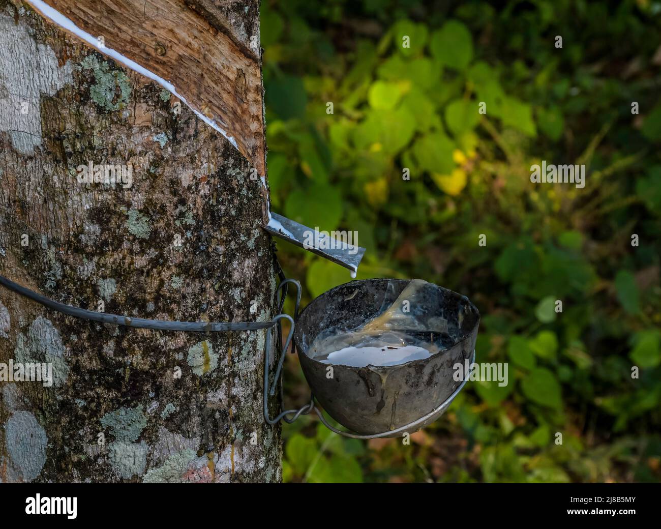 Rubber elastic latex extracted from Rubber tree Kerala India Stock ...