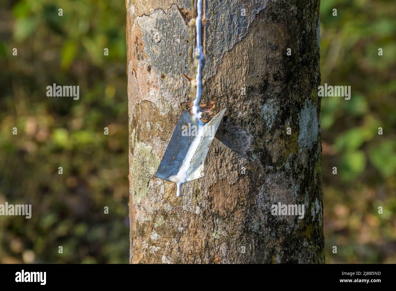 Rubber elastic latex extracted from Rubber tree Kerala India Stock ...