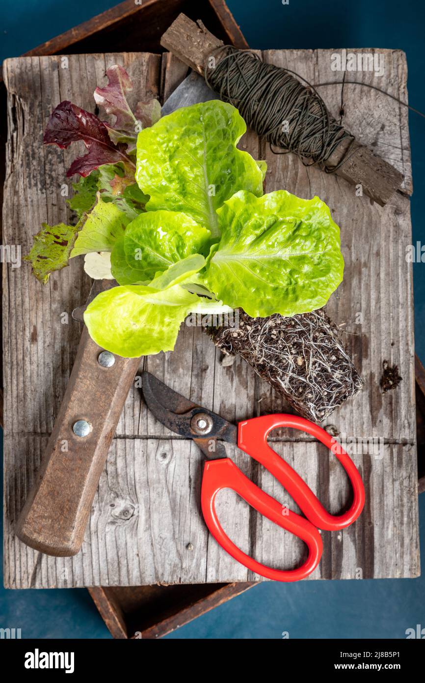 Lettuce from seed hi-res stock photography and images - Alamy