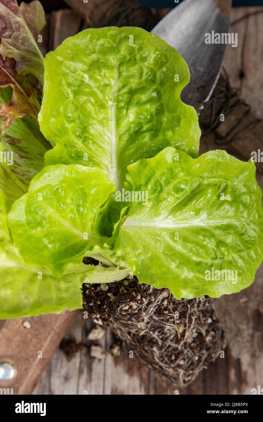Lettuce Started from seed on a wooden board with garden tools flat lay ...