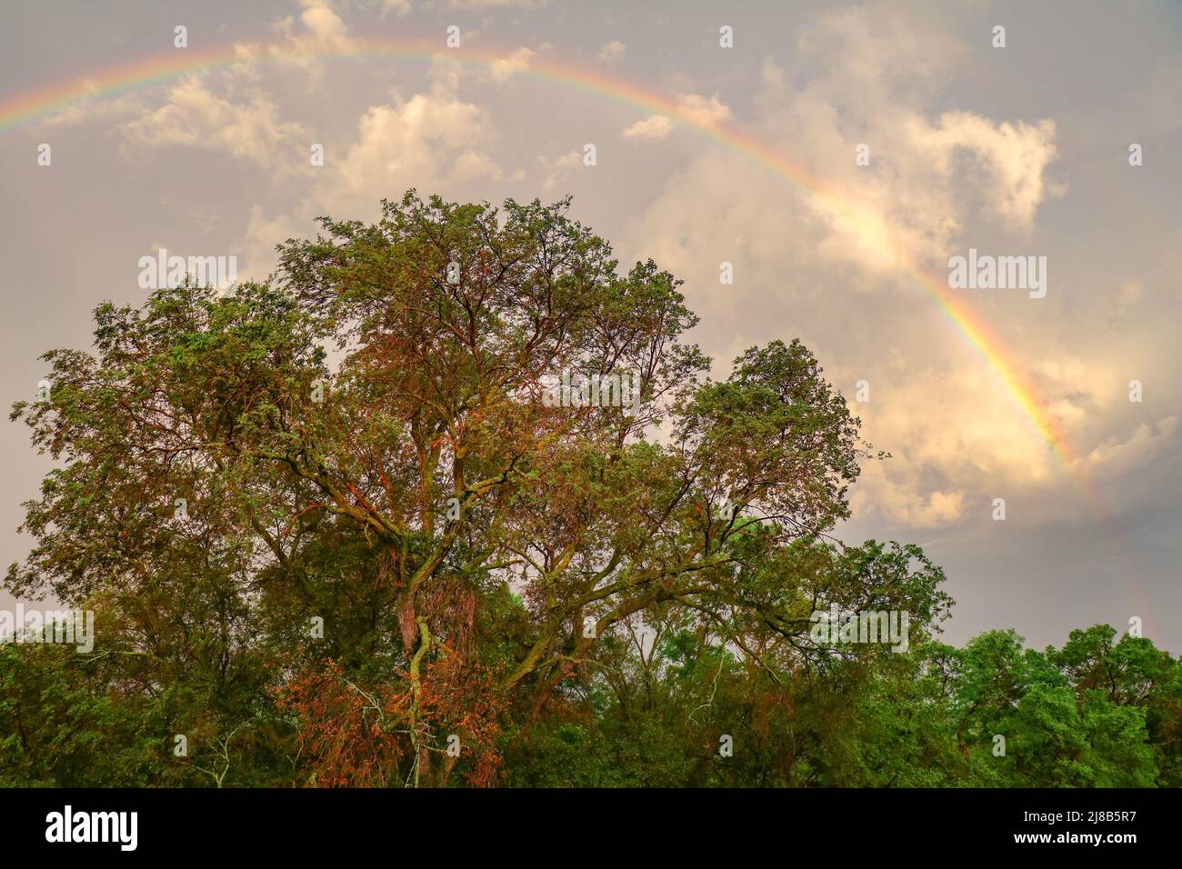 A rainbow forming over a tree after a midday rain storm in summer Stock ...