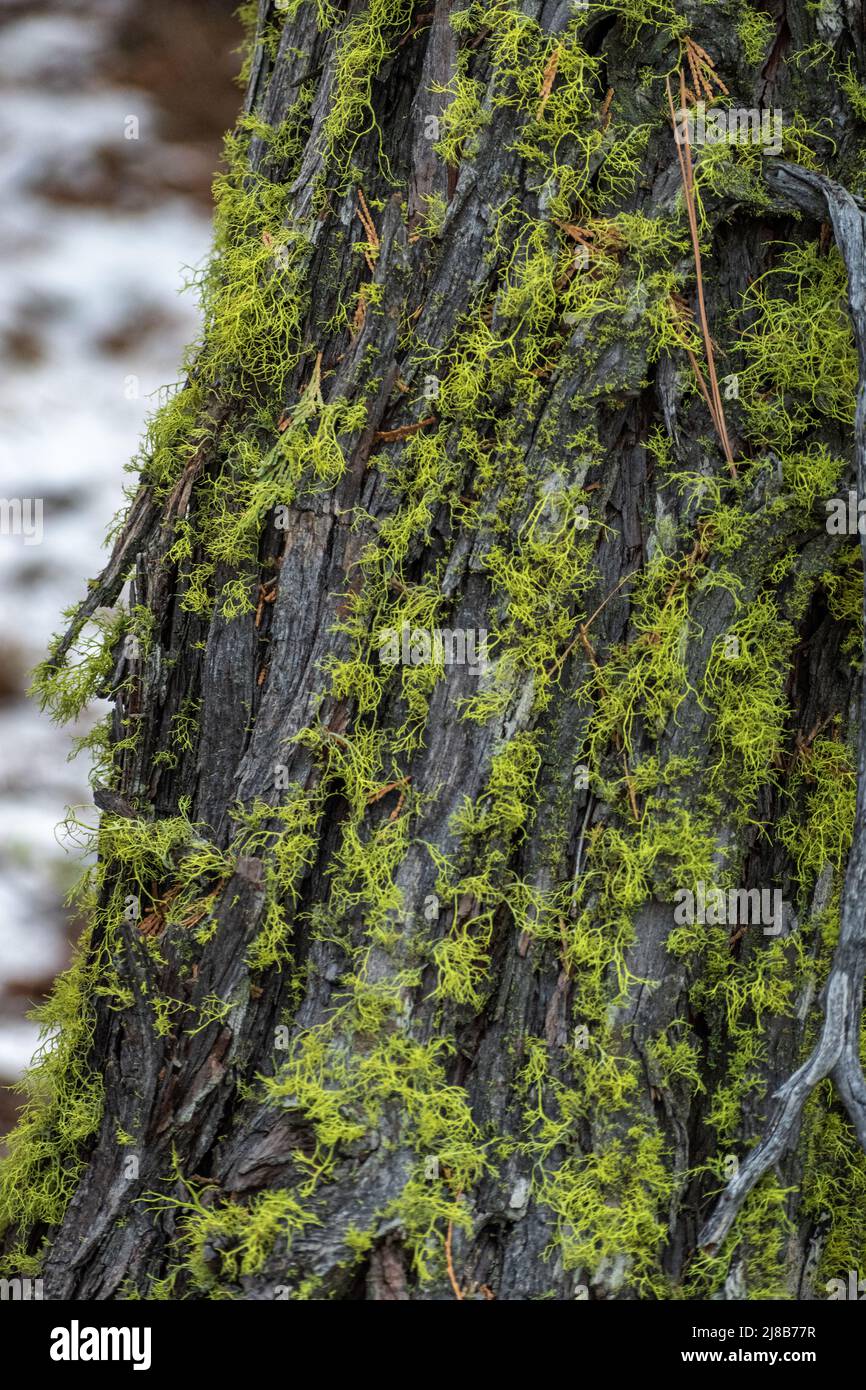 Large mossy tree branches hi-res stock photography and images - Alamy