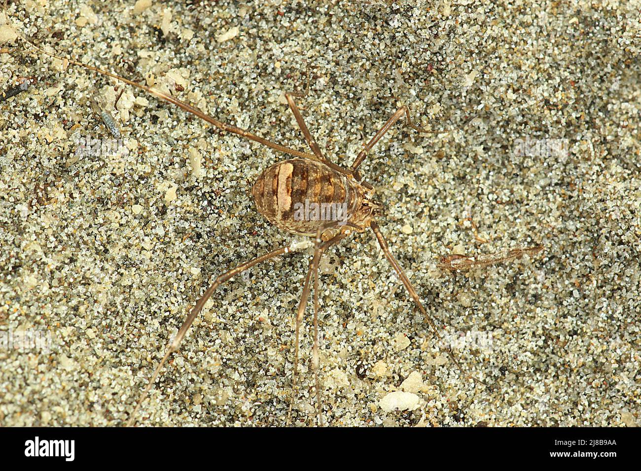 Nelima hi-res stock photography and images - Alamy