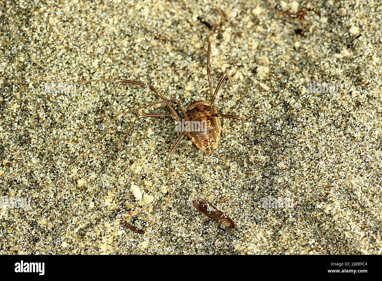 Nelima hi-res stock photography and images - Alamy