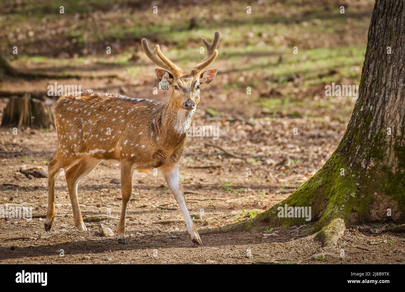 Spotted deer chital animal hi-res stock photography and images - Alamy