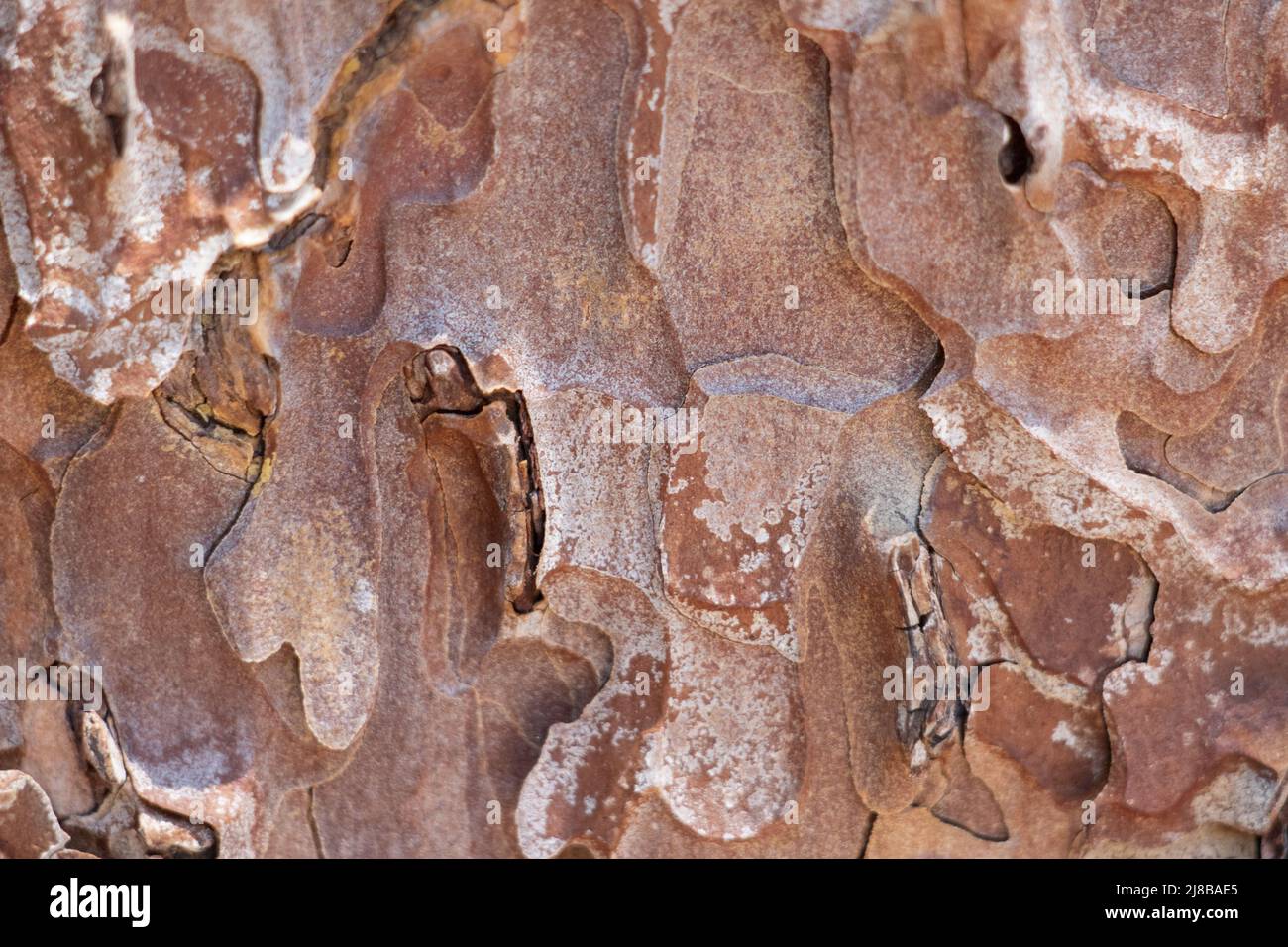 Aged red plated scaly furrowed ridge bark of Pinus Ponderosa, Pinaceae ...