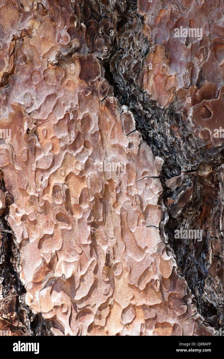 Aged red plated scaly furrowed ridge bark of Pinus Ponderosa, Pinaceae ...