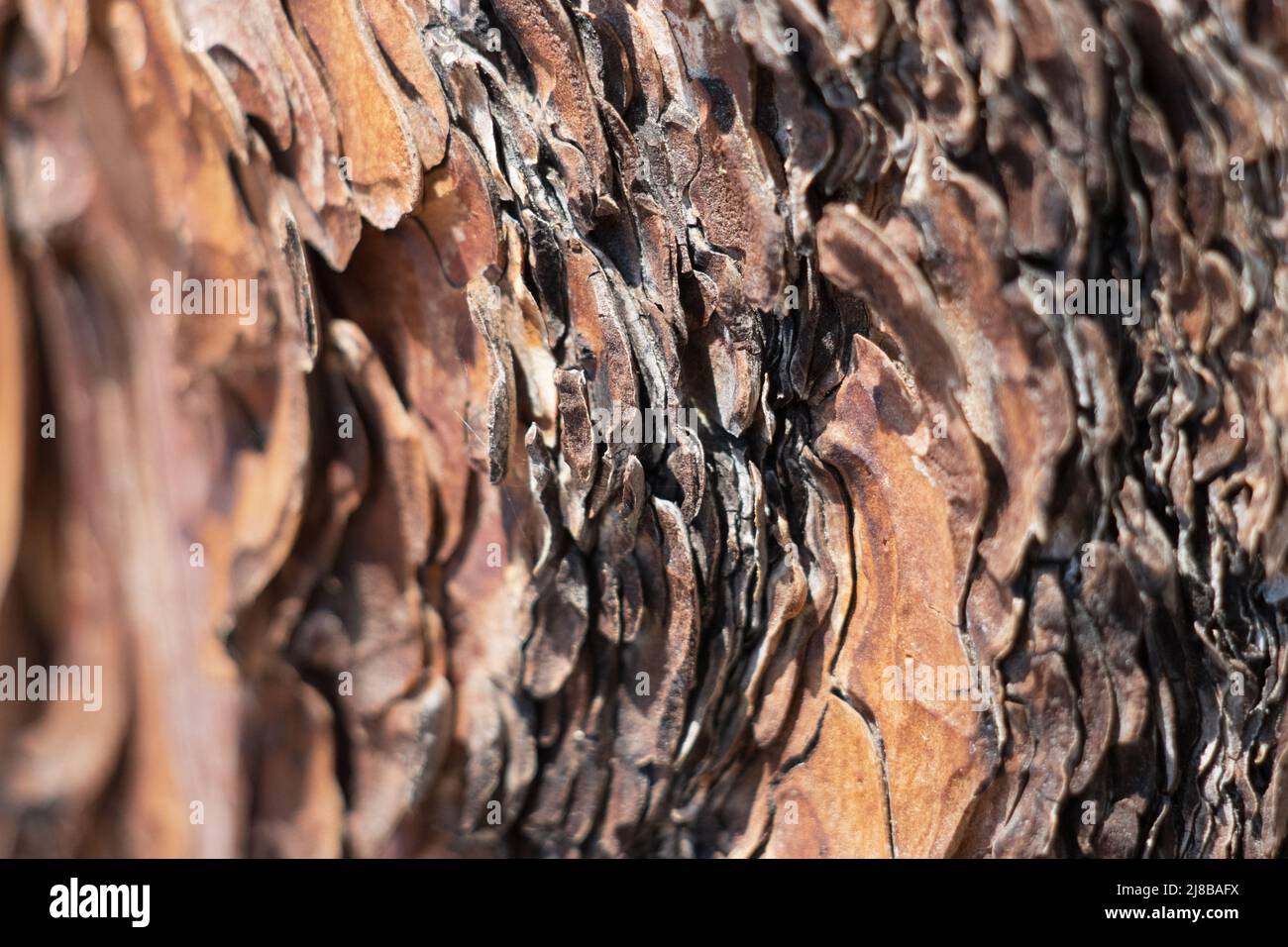 Aged red plated scaly furrowed ridge bark of Pinus Ponderosa, Pinaceae ...