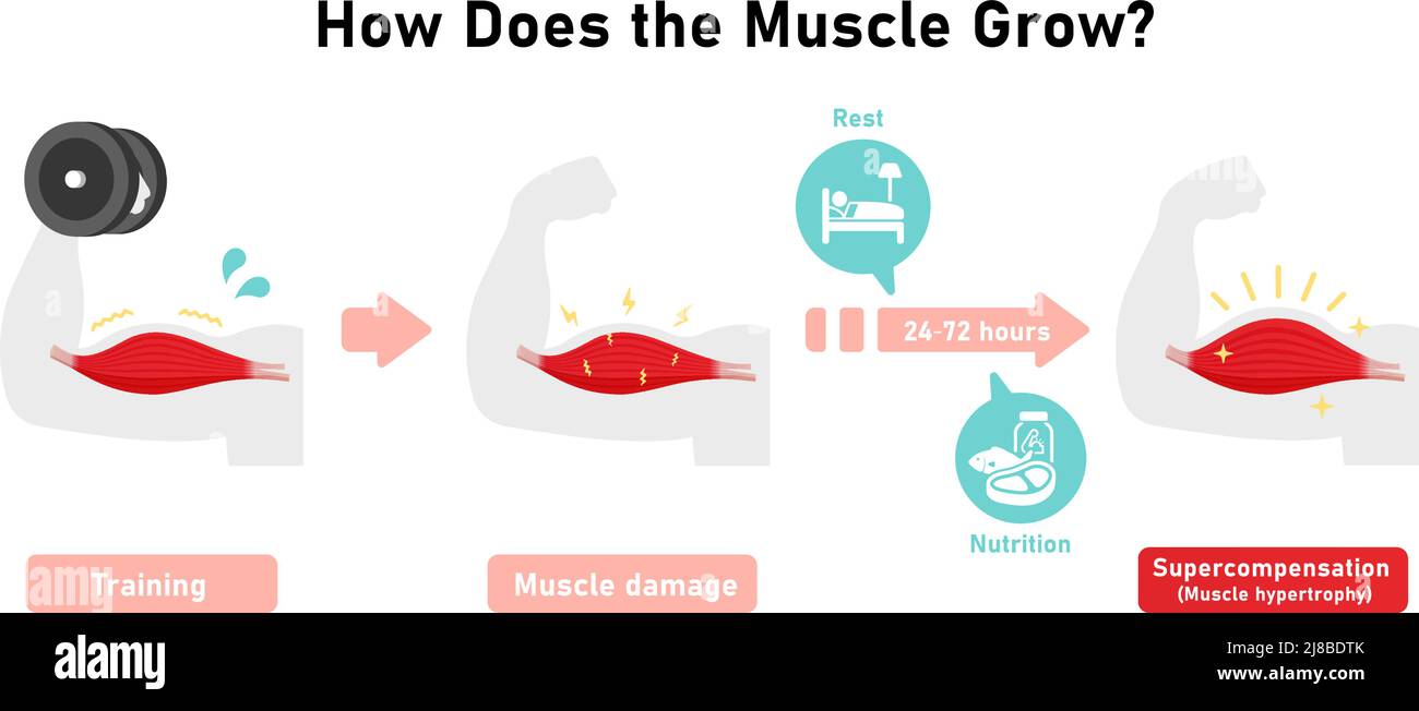 Mechanism of muscle growth ( supercompensation ). Vector illustration ...