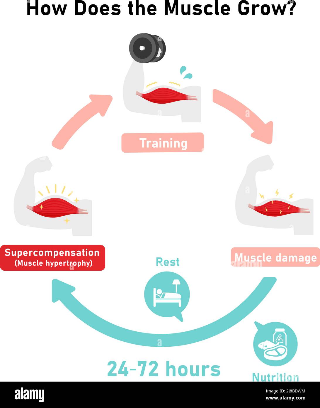 Mechanism of muscle growth ( supercompensation ). Vector illustration ...