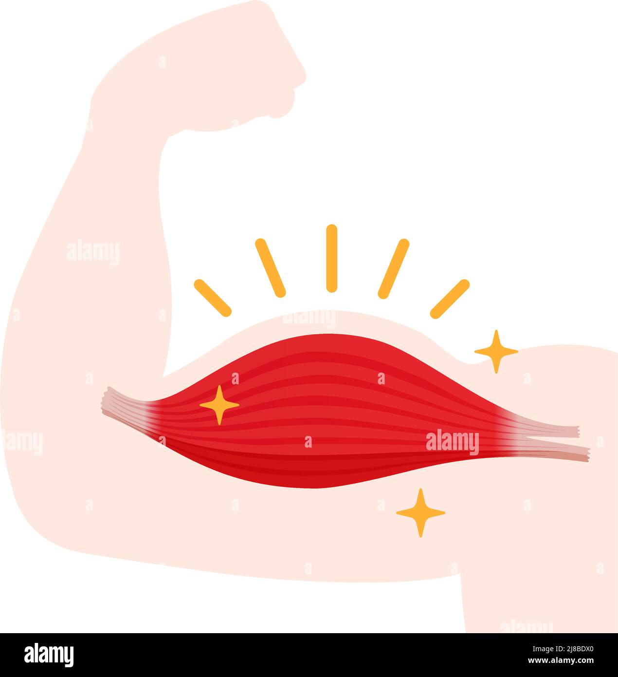 Vector illustration of muscle training ( muscle growth Stock Vector ...