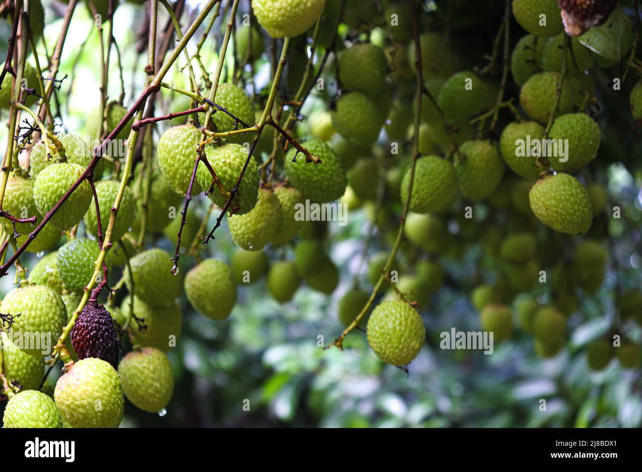tasty and healthy litchi bunch in farm for harvest and sell Stock Photo ...