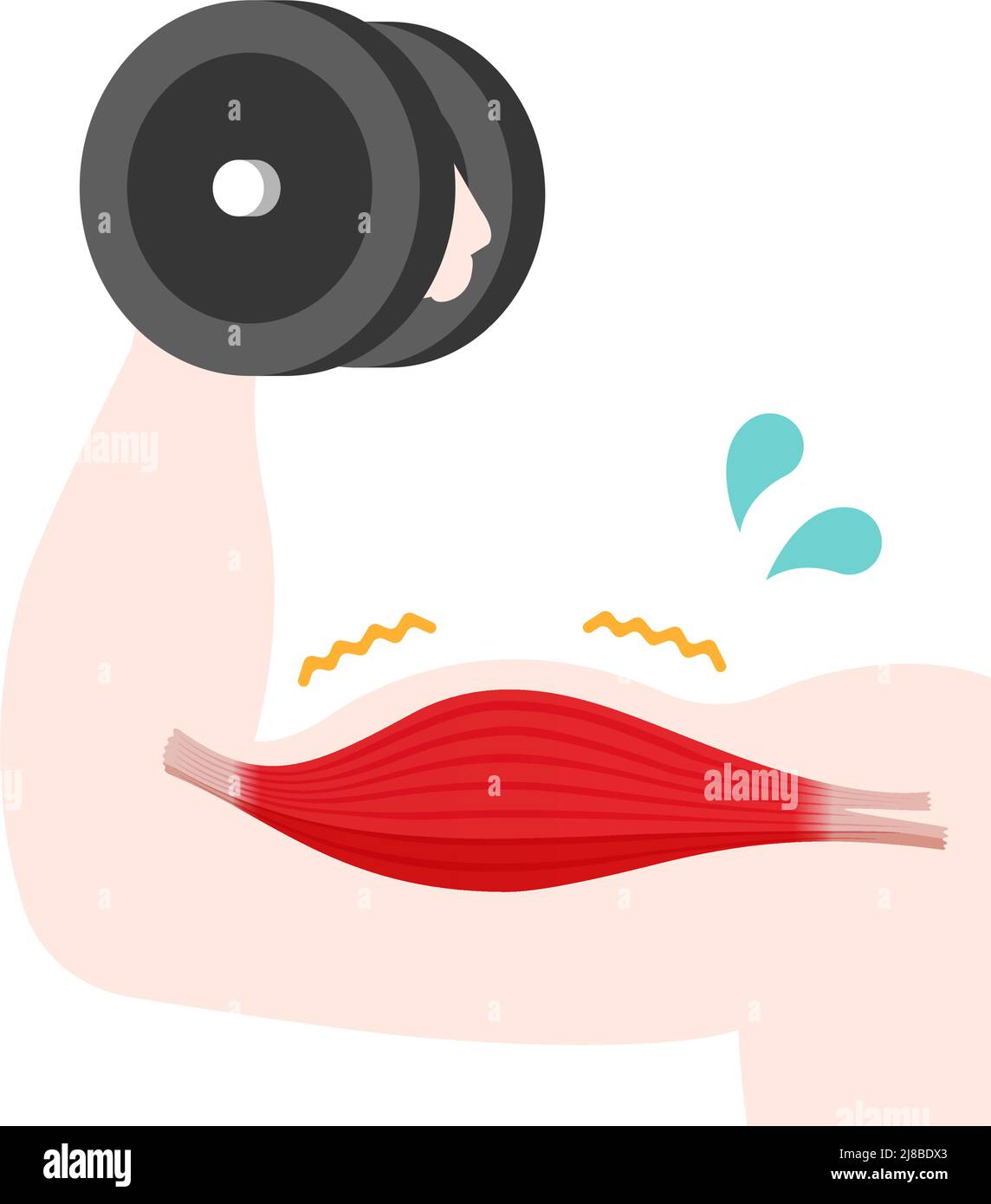 Vector illustration of muscle training Stock Vector Image & Art - Alamy