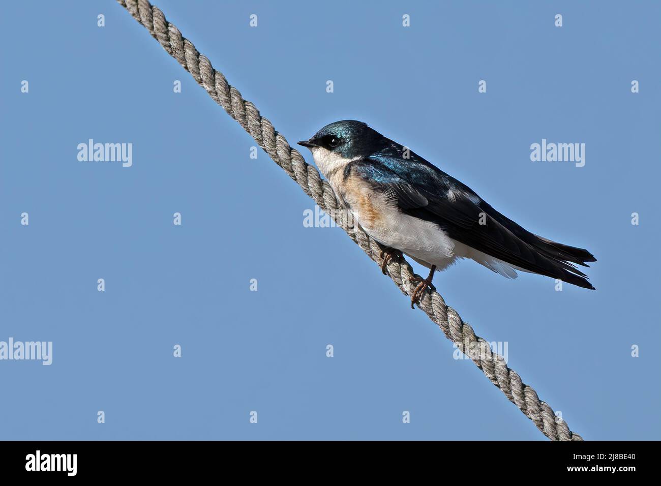 A Tree Swallow Sitting on a Rope Stock Photo - Alamy