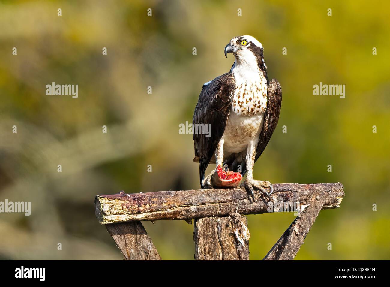 Osprey Eating a Fish in a Tree Stock Photo - Alamy