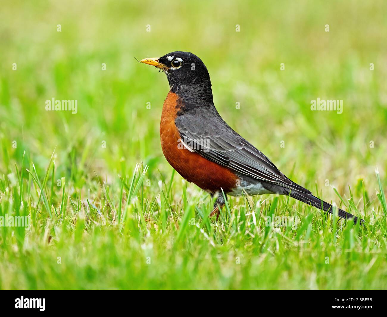 Robin bullfinch hi-res stock photography and images - Alamy