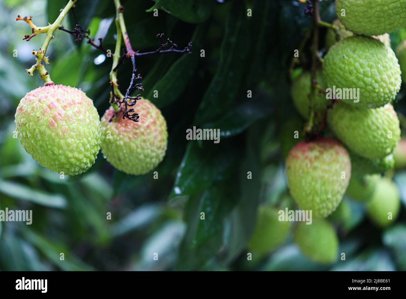 tasty and healthy litchi bunch in farm for harvest and sell Stock Photo ...