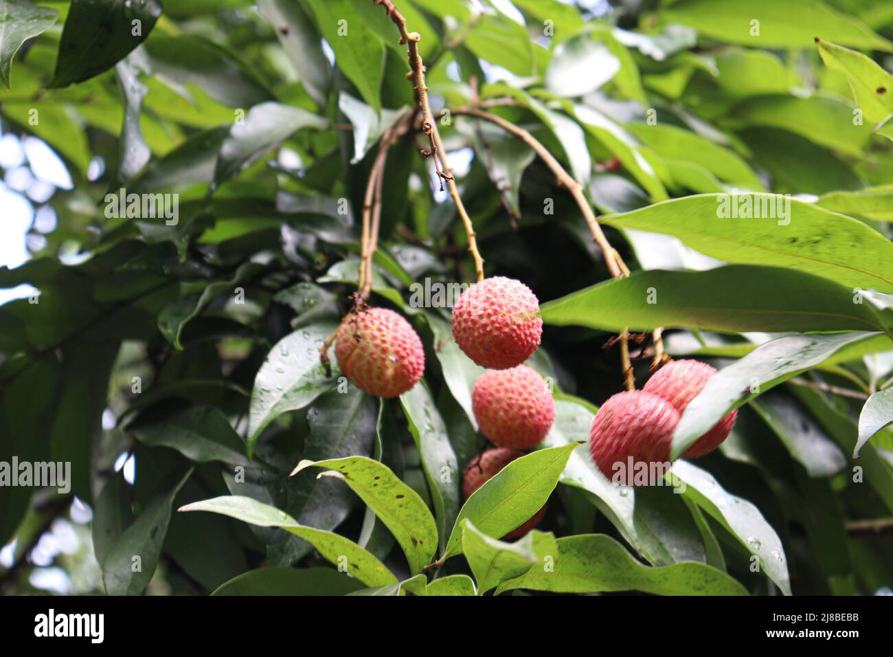 tasty and healthy litchi bunch in farm for harvest and sell Stock Photo ...