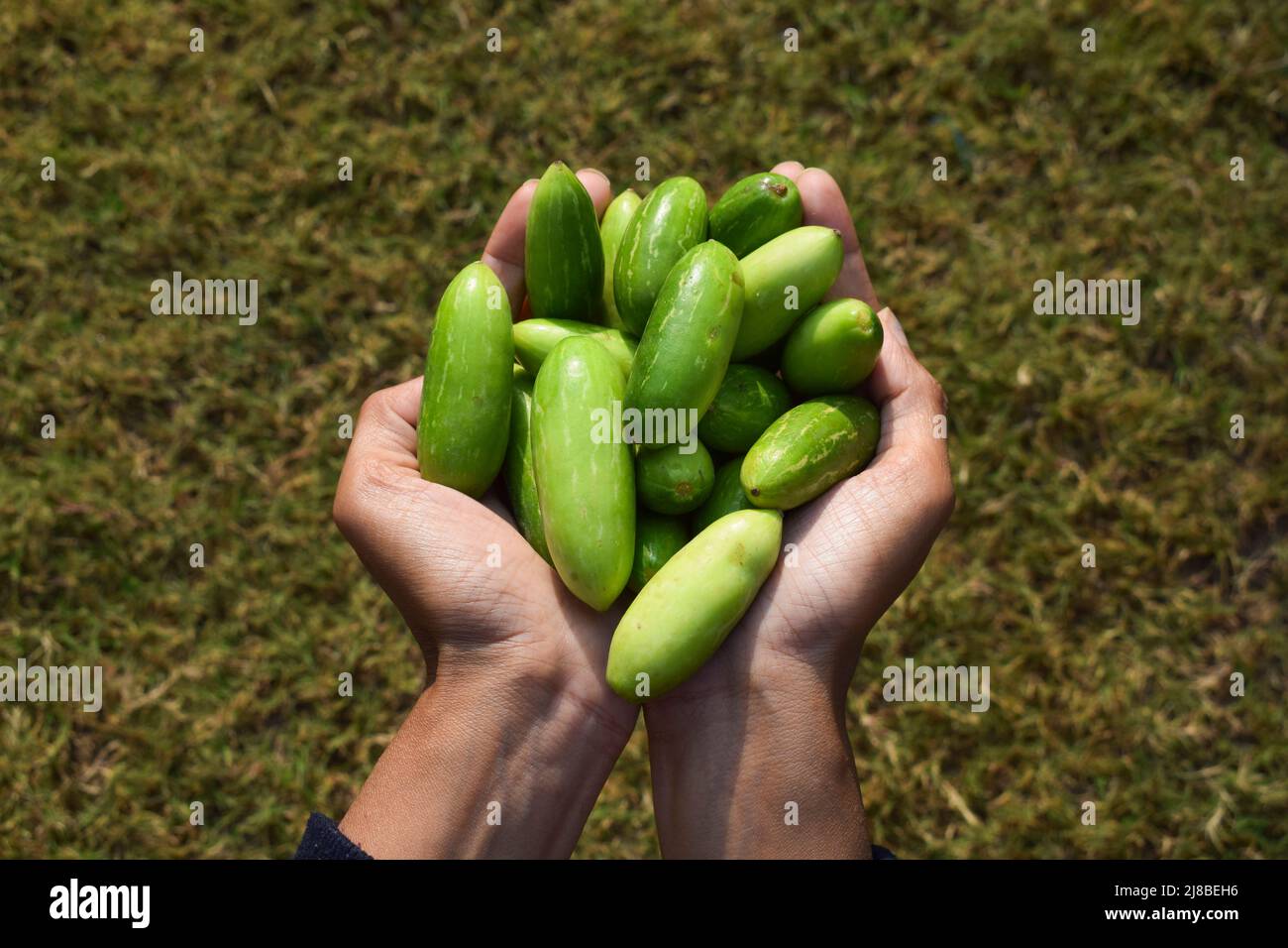 Female holding Ivy gourd or scarlet gourds known as Tindora or Ghola ...