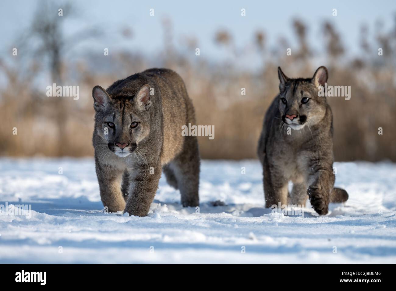 Puma dangerous cat hi-res stock photography and images - Alamy