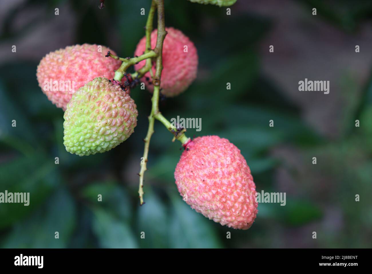 tasty and healthy litchi bunch in farm for harvest and sell Stock Photo ...