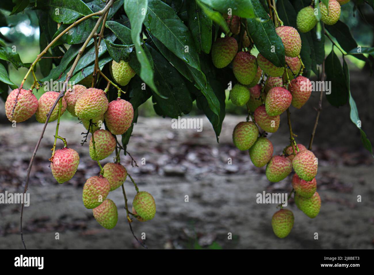 tasty and healthy litchi bunch in farm for harvest and sell Stock Photo ...