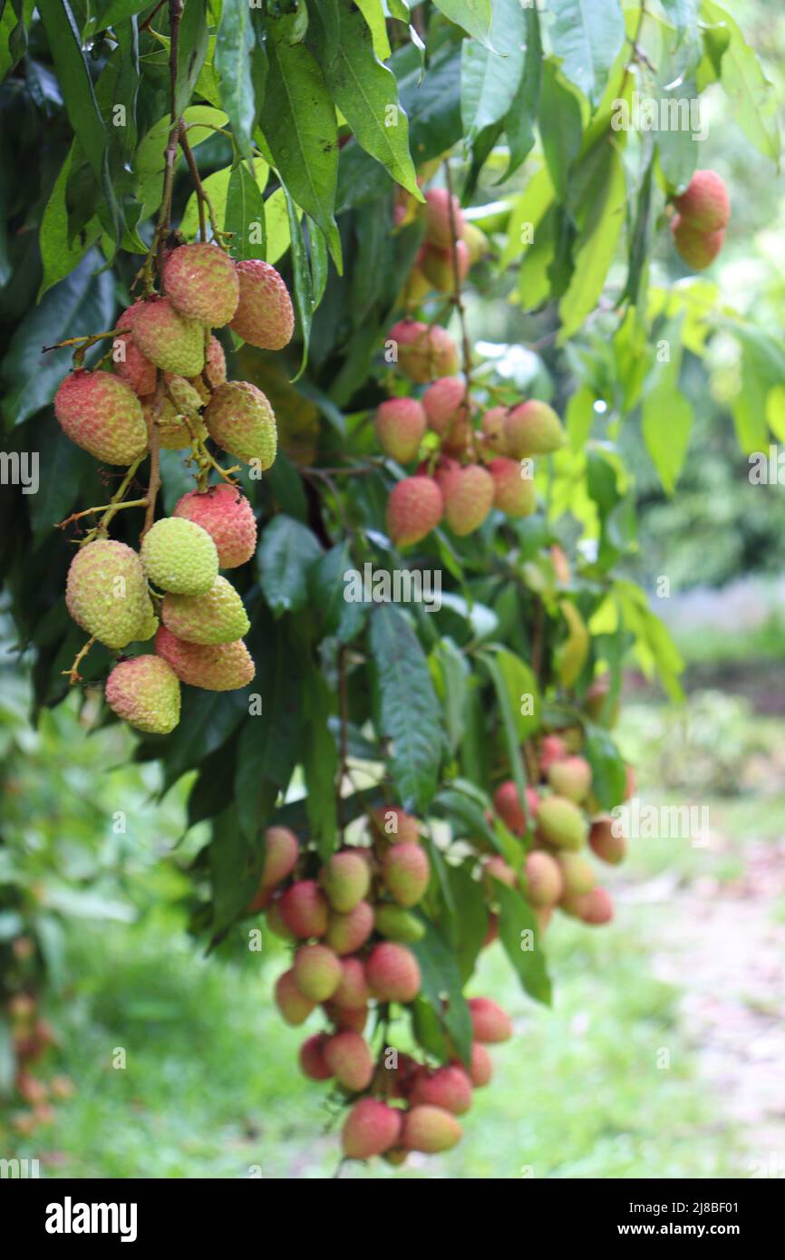 tasty and healthy litchi bunch in farm for harvest and sell Stock Photo ...
