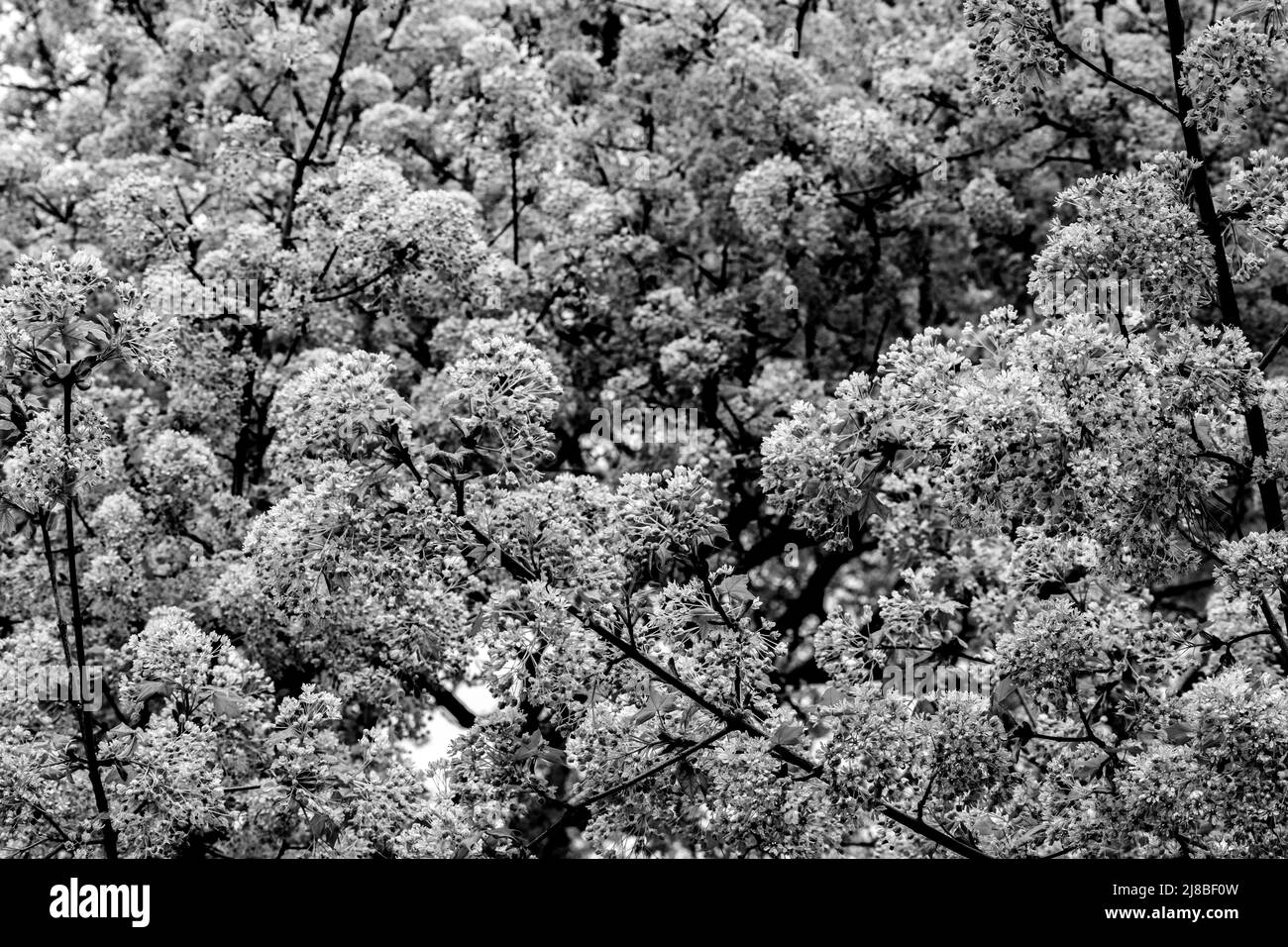 Maple tree is blossoming in early spring in black and white - stock ...