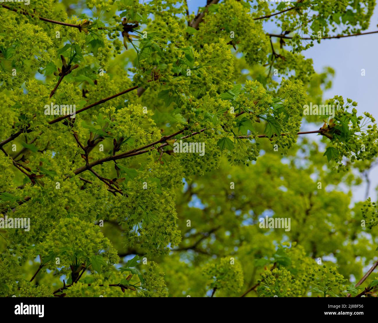 Maple tree is blossoming in early spring - stock photography Stock ...