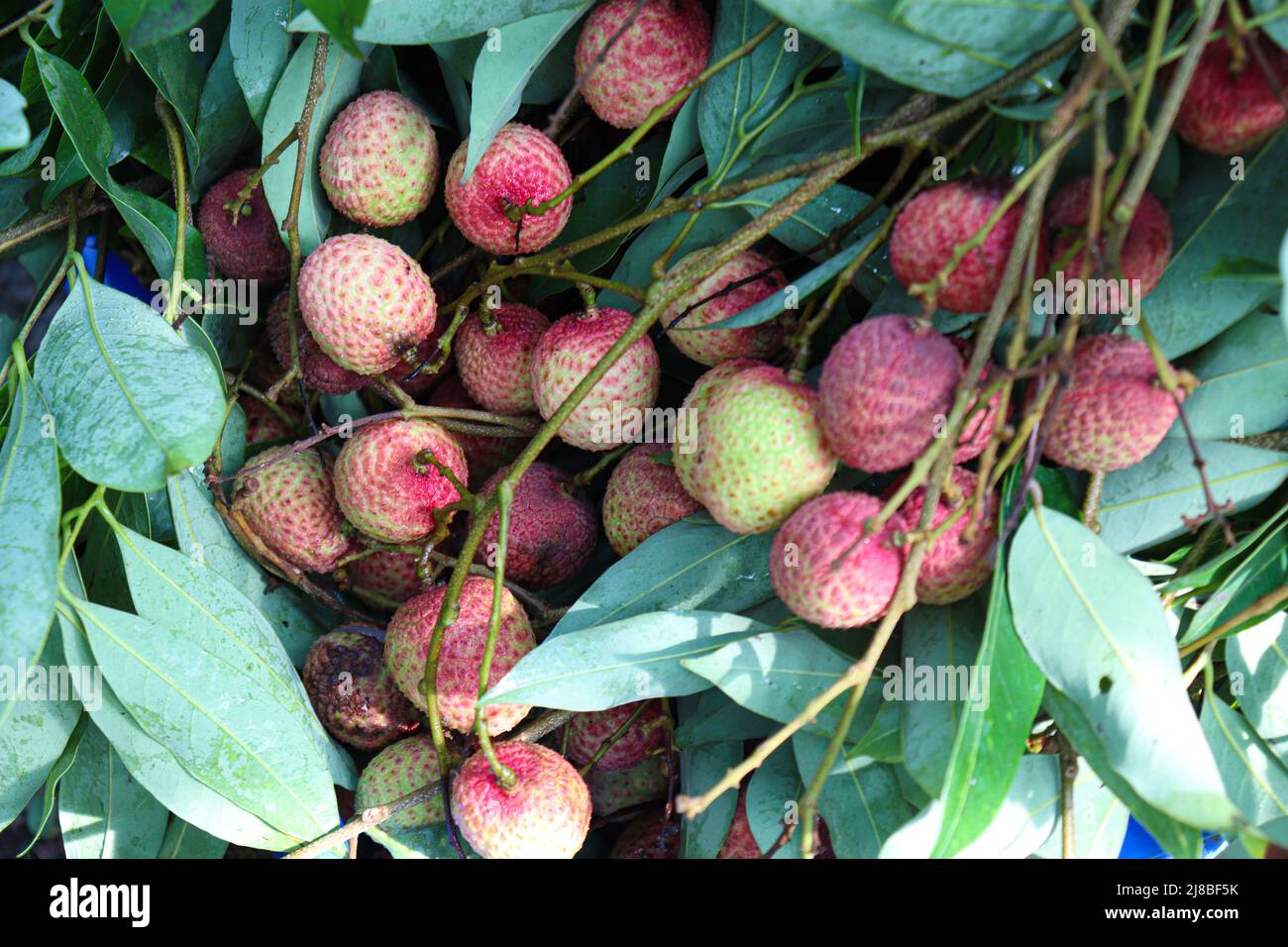 tasty and healthy litchi bunch in farm for harvest and sell Stock Photo ...