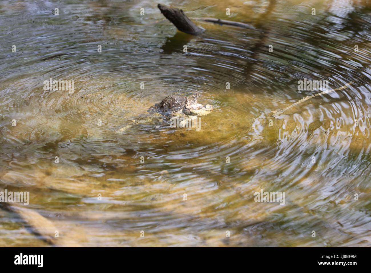 The eastern American toad (Anaxyrus americanus americanus) Subspecies ...
