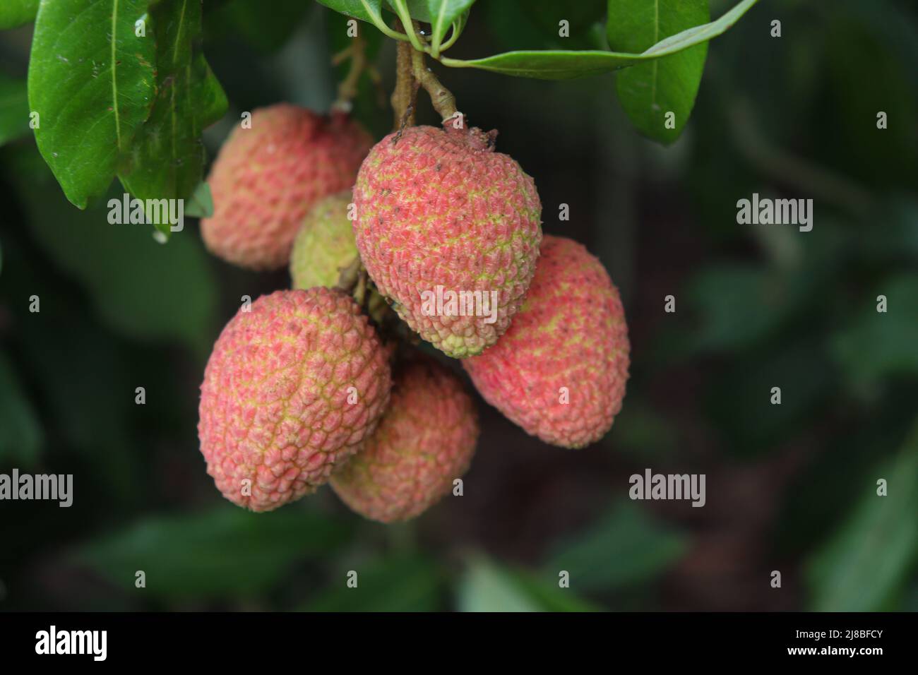 Bangladeshi litchi hi-res stock photography and images - Alamy