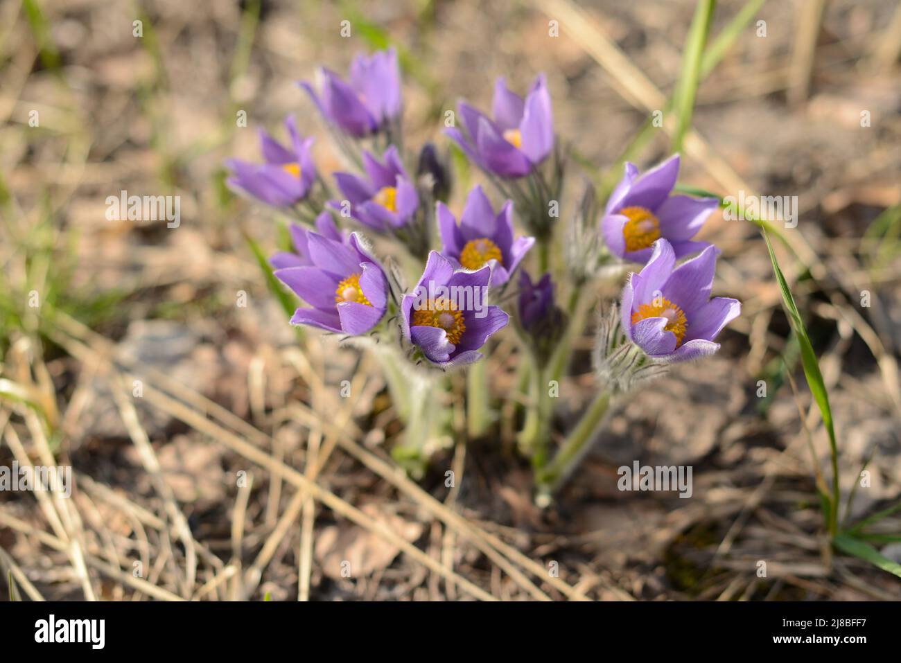 Dream - grass (Pulsatilla patens) or sleep grass flowers. Gentle spring ...