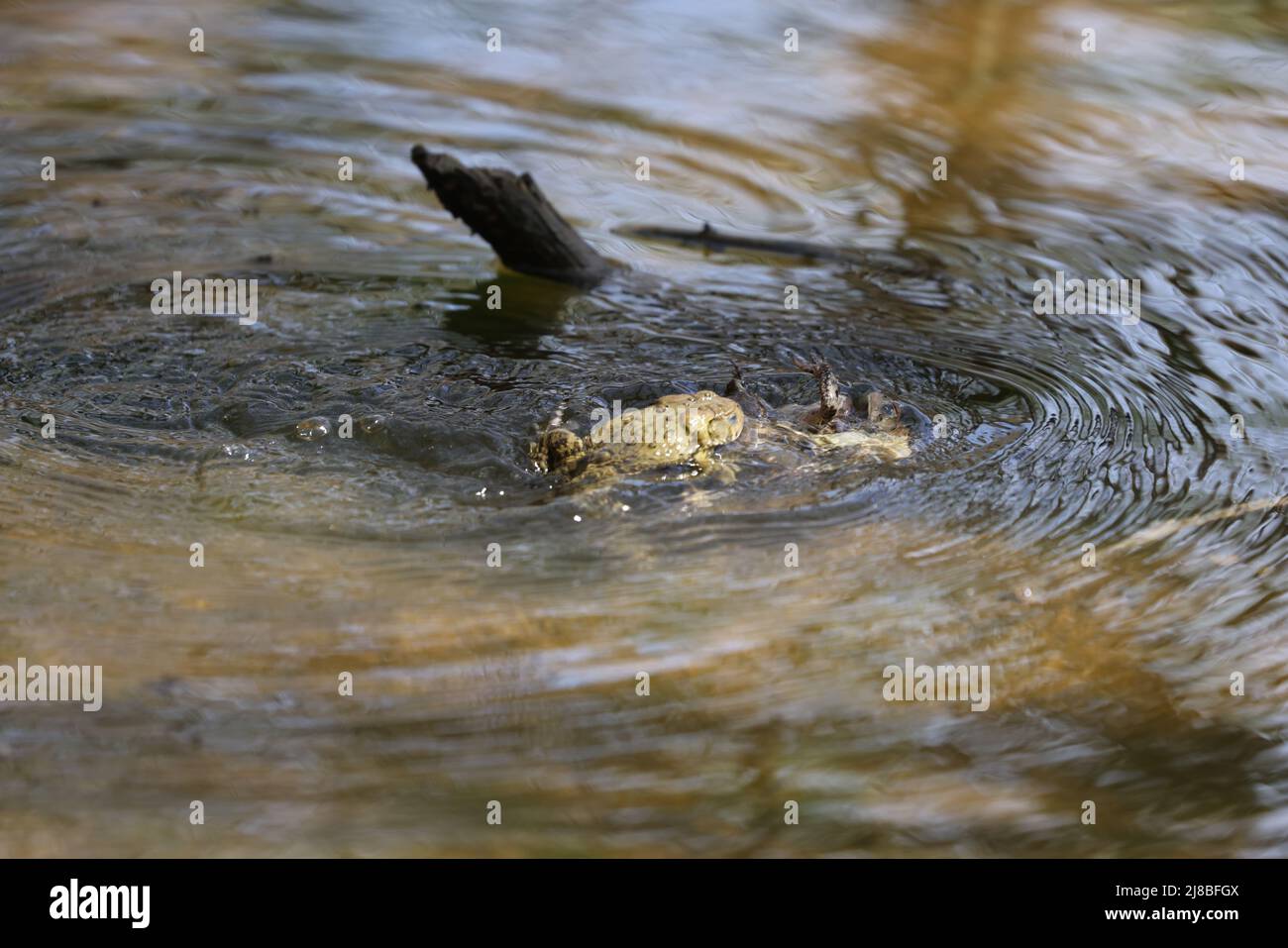 The eastern American toad (Anaxyrus americanus americanus) Subspecies ...