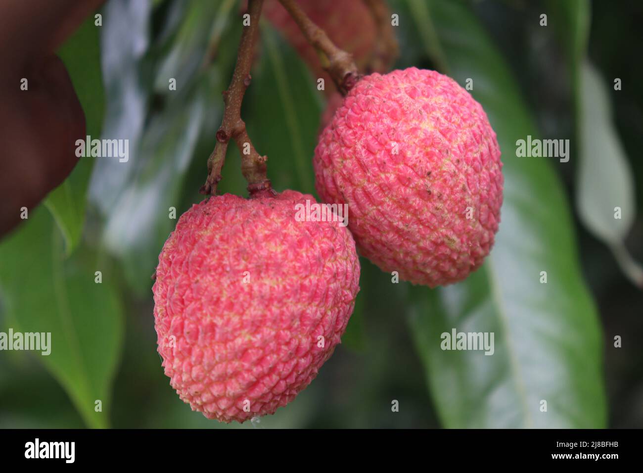 tasty and healthy litchi bunch in farm for harvest and sell Stock Photo ...