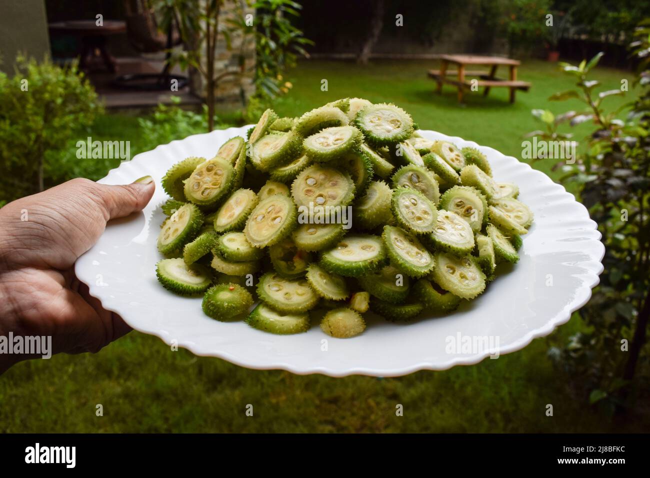 Female holding plate of Spiny gourd vegetable also known as Spine ...