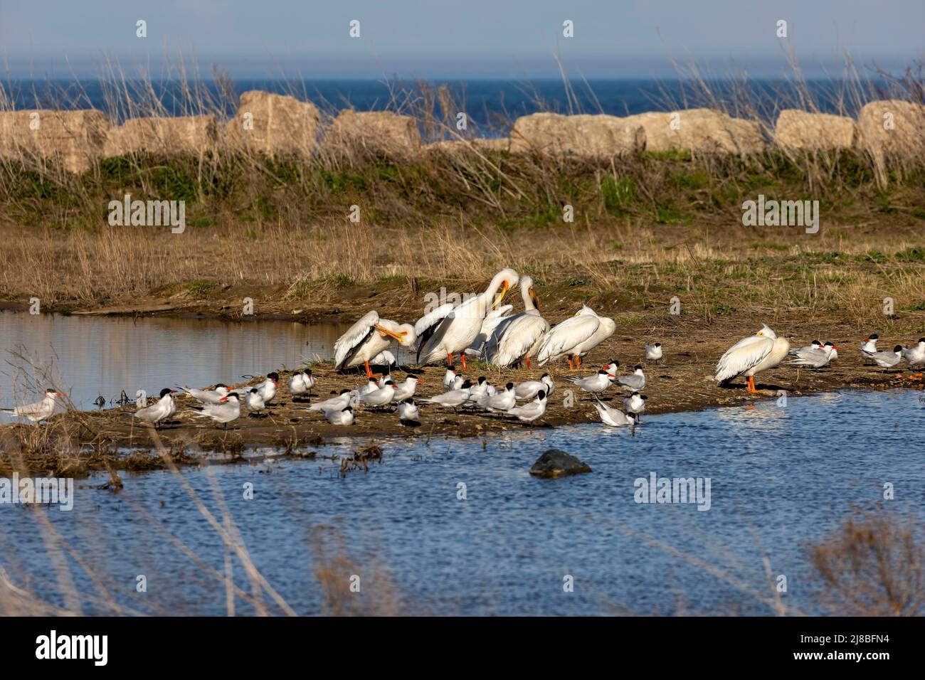 A small flock of American white pelicans on the shores of Lake Michigan ...