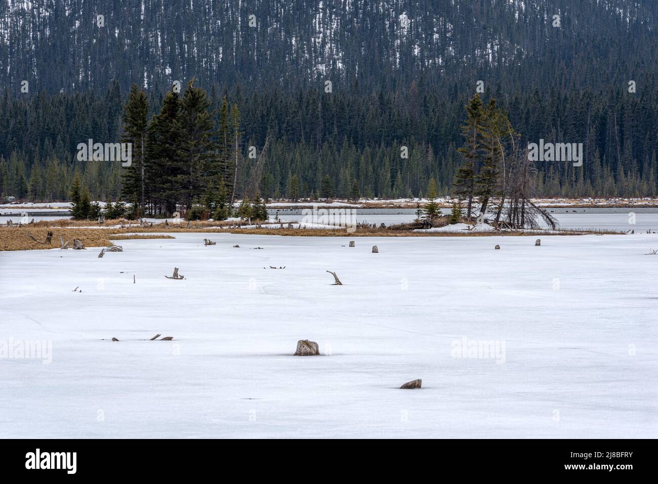 Evergreens and dead tree stumps frozen in ice in Goat Pond, Kananaskis ...