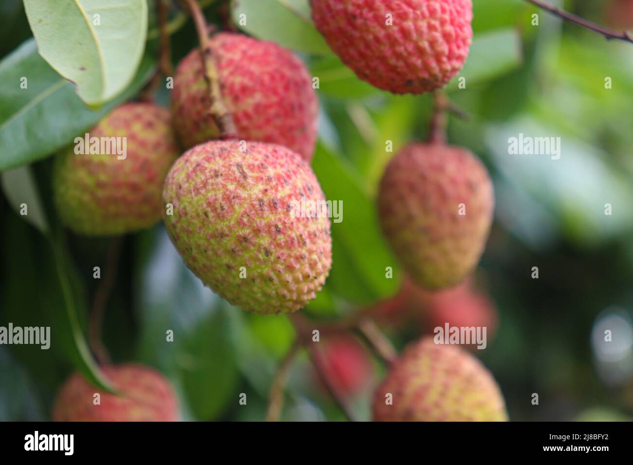 tasty and healthy litchi bunch in farm for harvest and sell Stock Photo ...