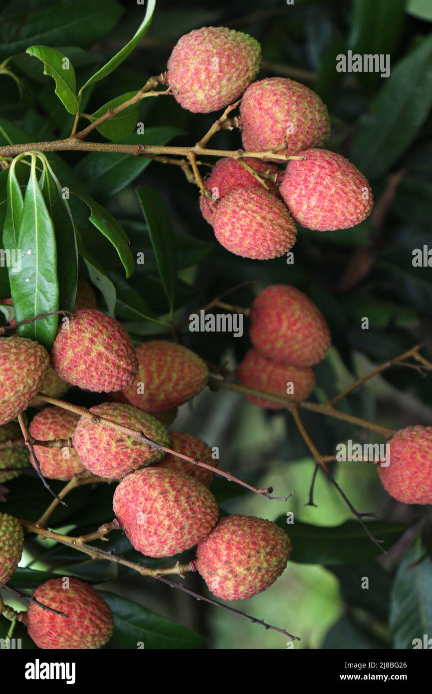 Bangladeshi litchi hi-res stock photography and images - Alamy