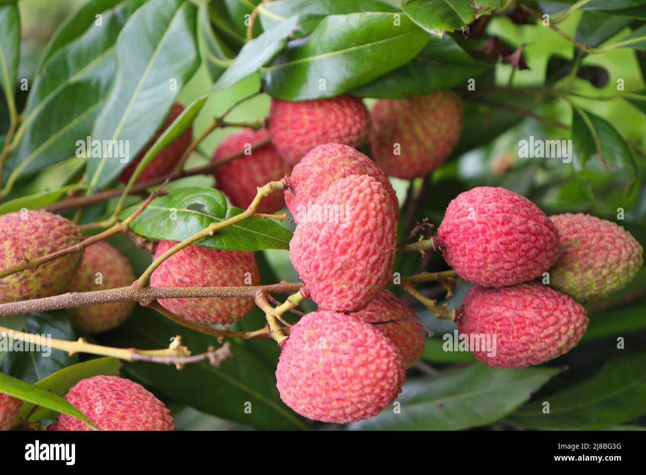 tasty and healthy litchi bunch in farm for harvest and sell Stock Photo ...