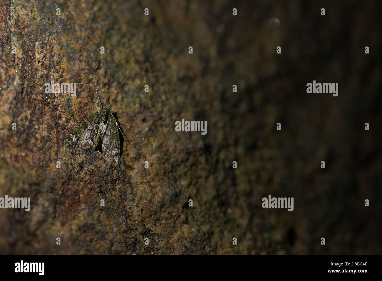 Chloroclysta siterata hi-res stock photography and images - Alamy