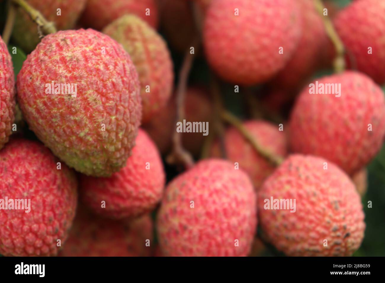 Bangladeshi litchi hi-res stock photography and images - Alamy