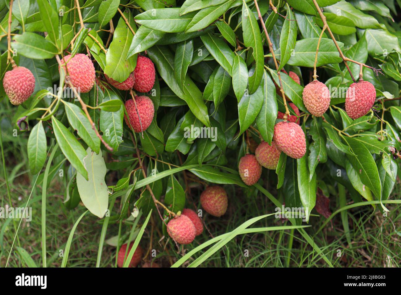 Bangladeshi litchi hi-res stock photography and images - Alamy