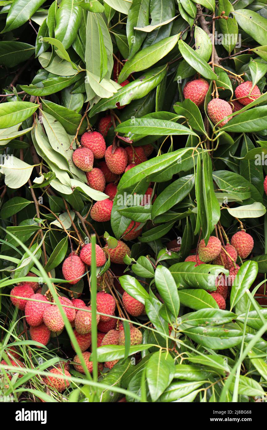 tasty and healthy litchi bunch in farm for harvest and sell Stock Photo ...
