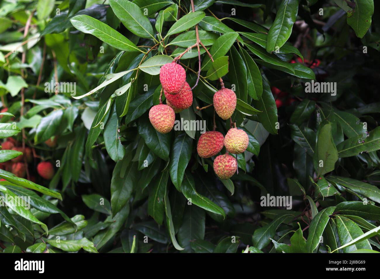 Bangladeshi litchi hi-res stock photography and images - Alamy