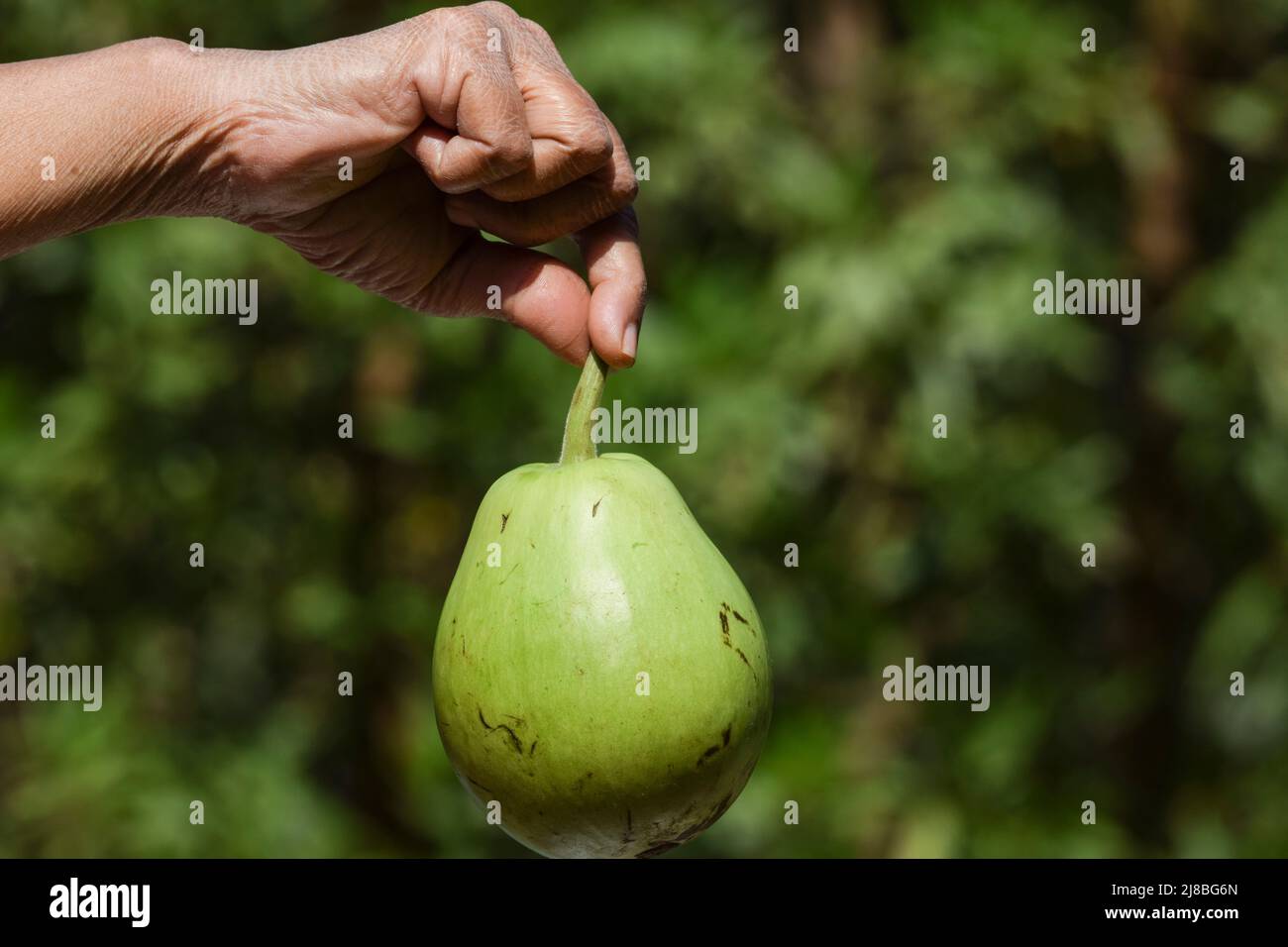 Female holding Round, elongated pear shaped Bottle gourd vegetable ...