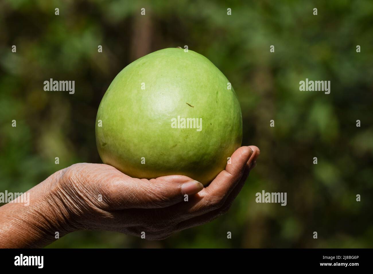 Female holding Round, elongated pear shaped Bottle gourd vegetable ...