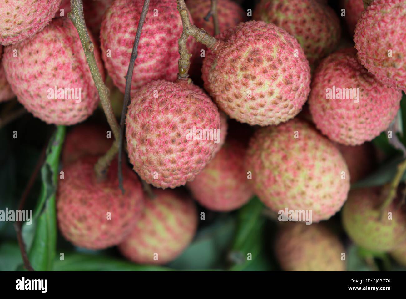 tasty and healthy litchi bunch in farm for harvest and sell Stock Photo ...