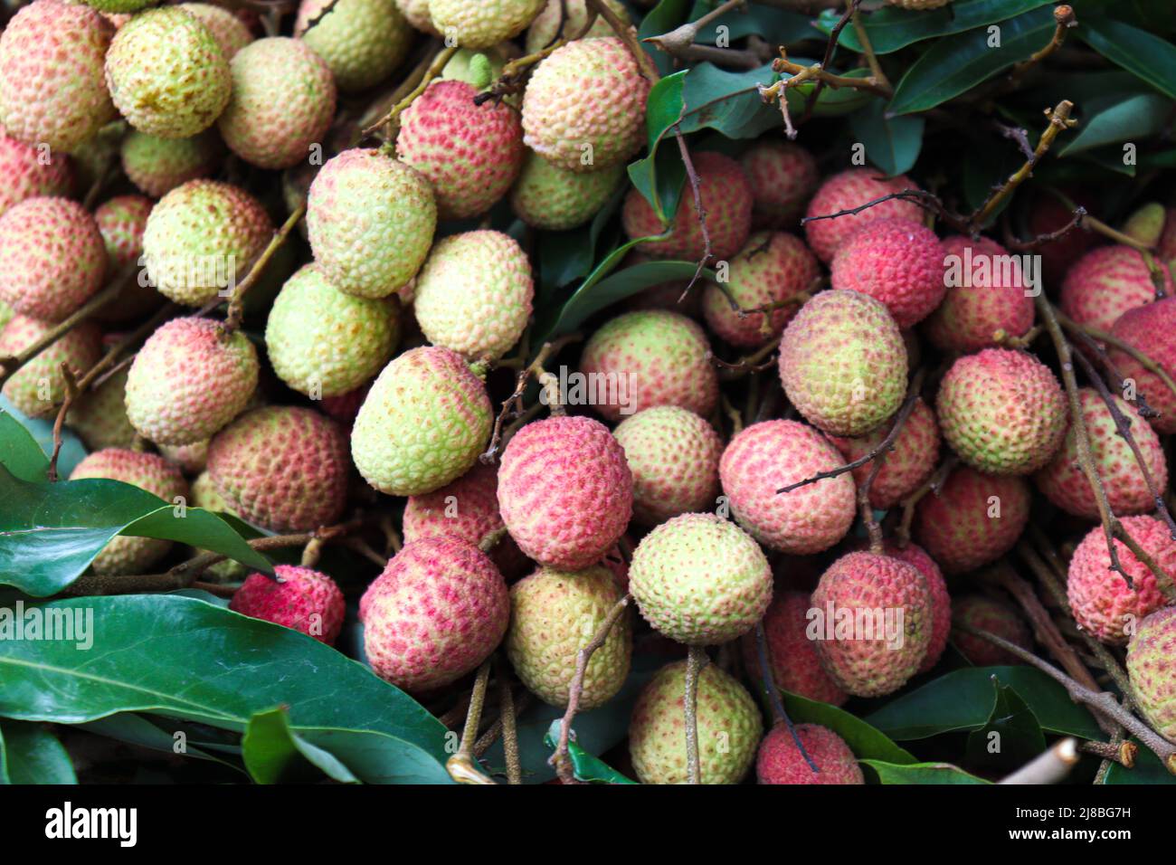 tasty and healthy litchi bunch in farm for harvest and sell Stock Photo ...